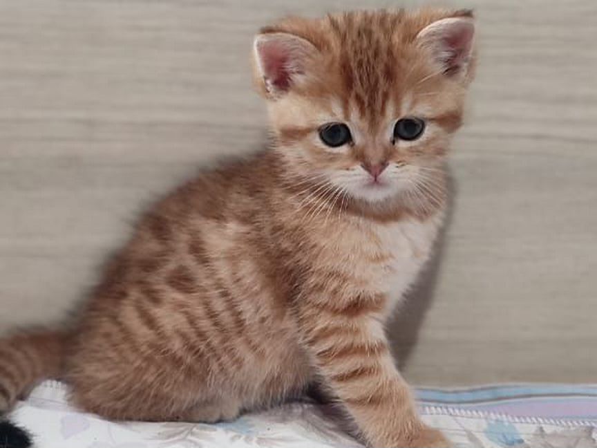 Шотландские котята