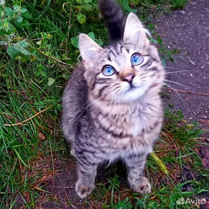 Очень добрый мальчик-котик хорошему человеку)