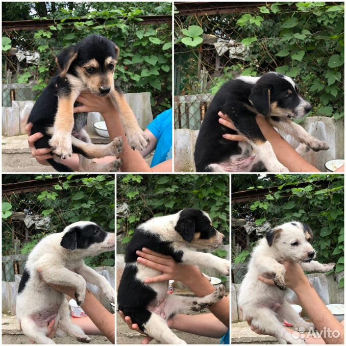 Щенок в добрые руки. Кисловодск