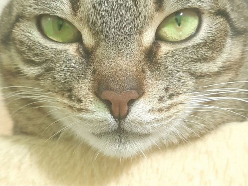 Кошки в добрые руки