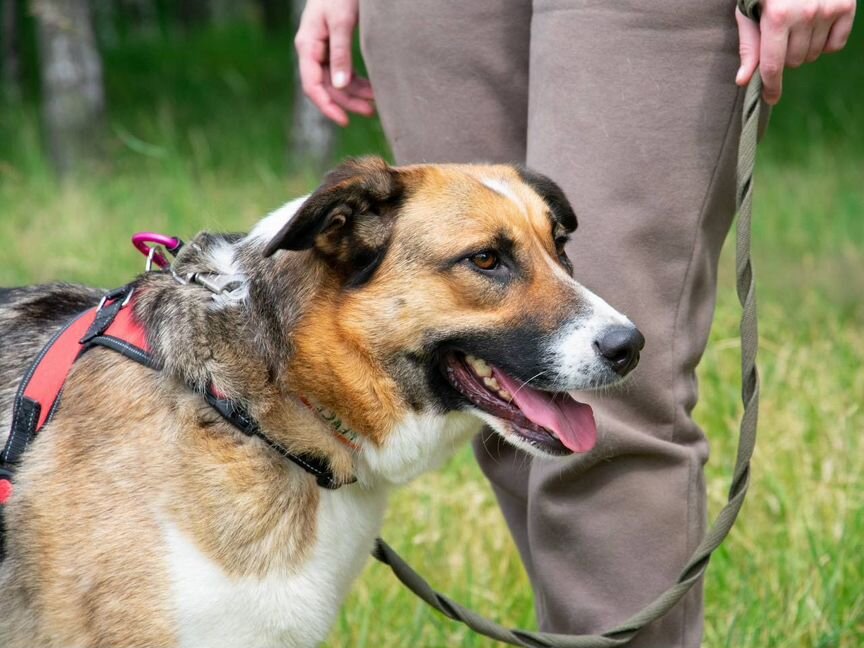 Собака в добрые руки