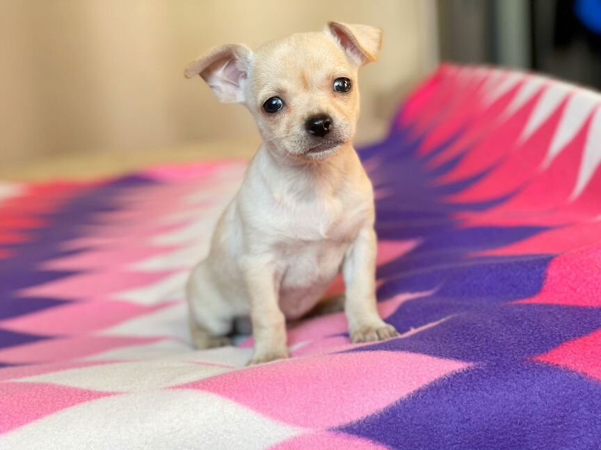 Мальчик кремик