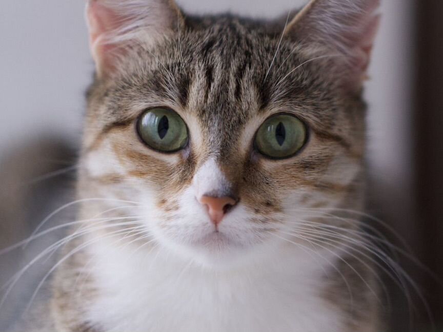 Инопланетная Фиби (кошка, 1,5-2 года)