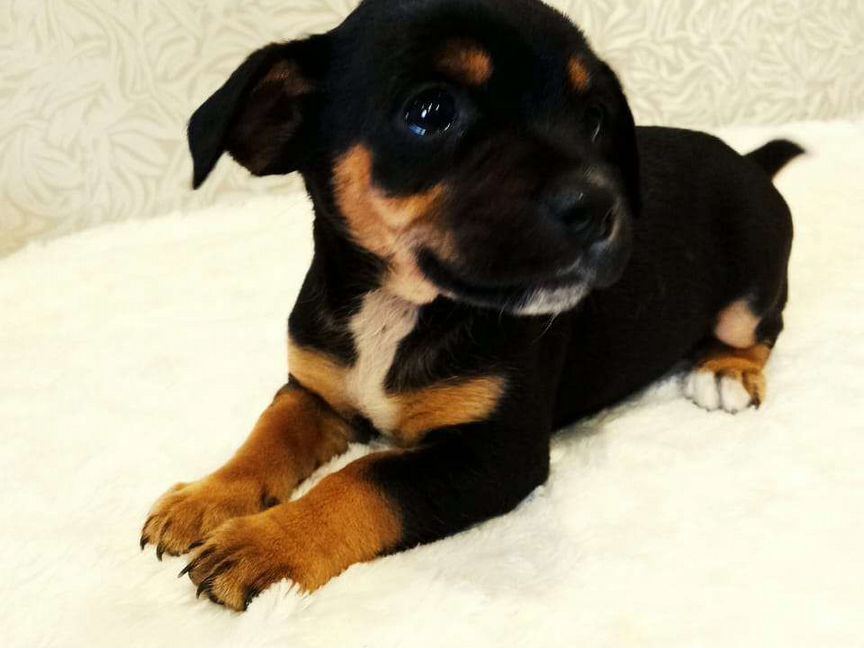 Щенки той терьера