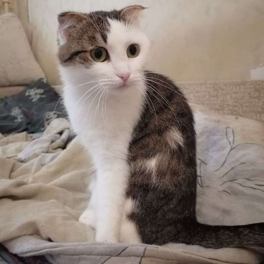 Шотландская вислоухая короткошёрстная кошка, взрослая