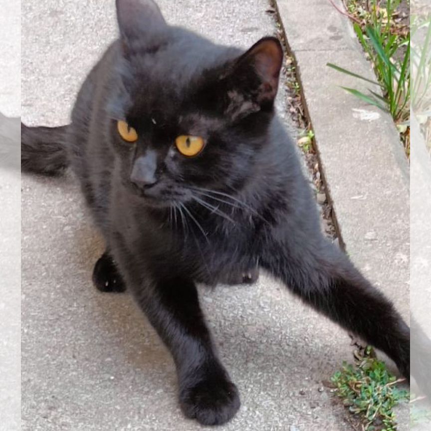 Молоденькая ласковая кошка в добрые руки