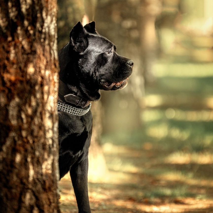 Кане корсо щенки