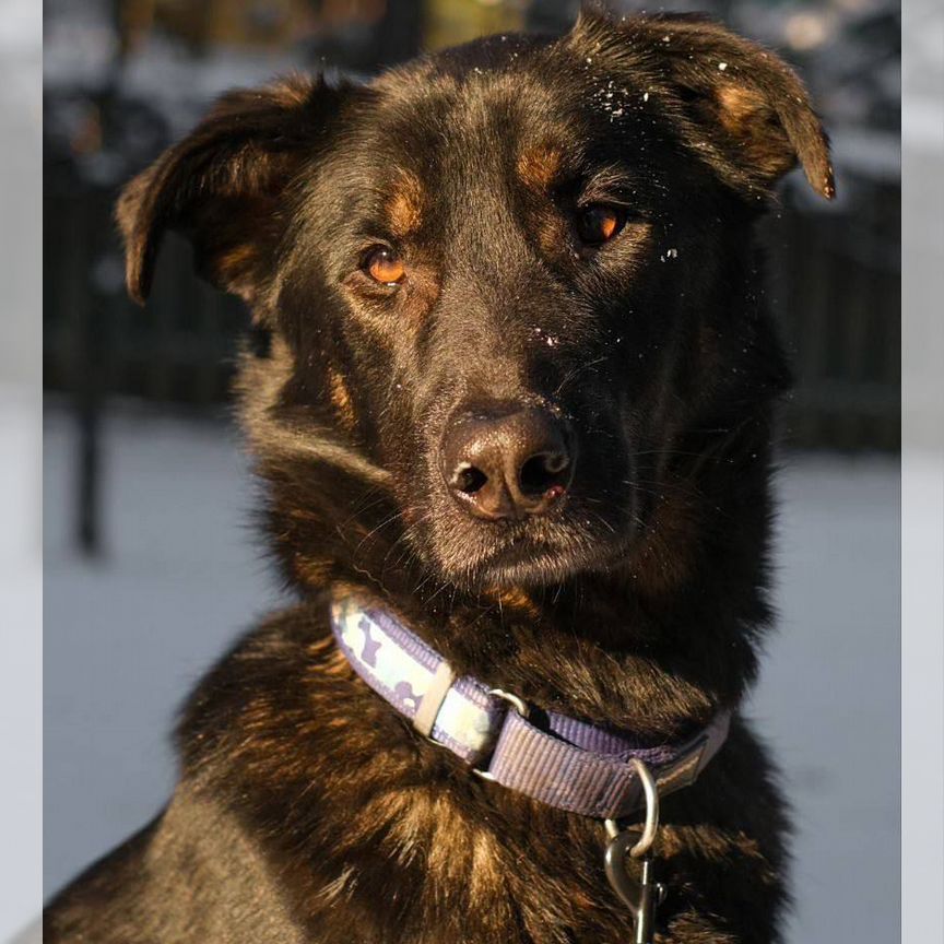 Взрослый пёс в добрые руки