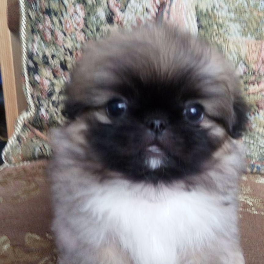 Настоящий пекинес