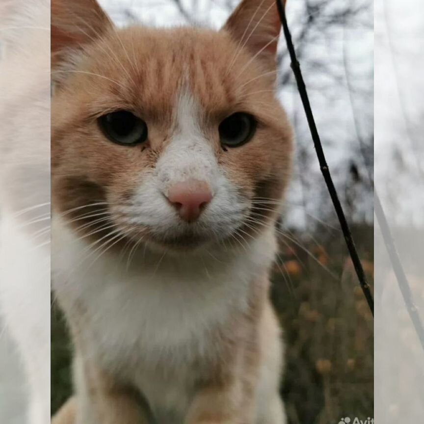 Хатико в СНТ ждет хозяина