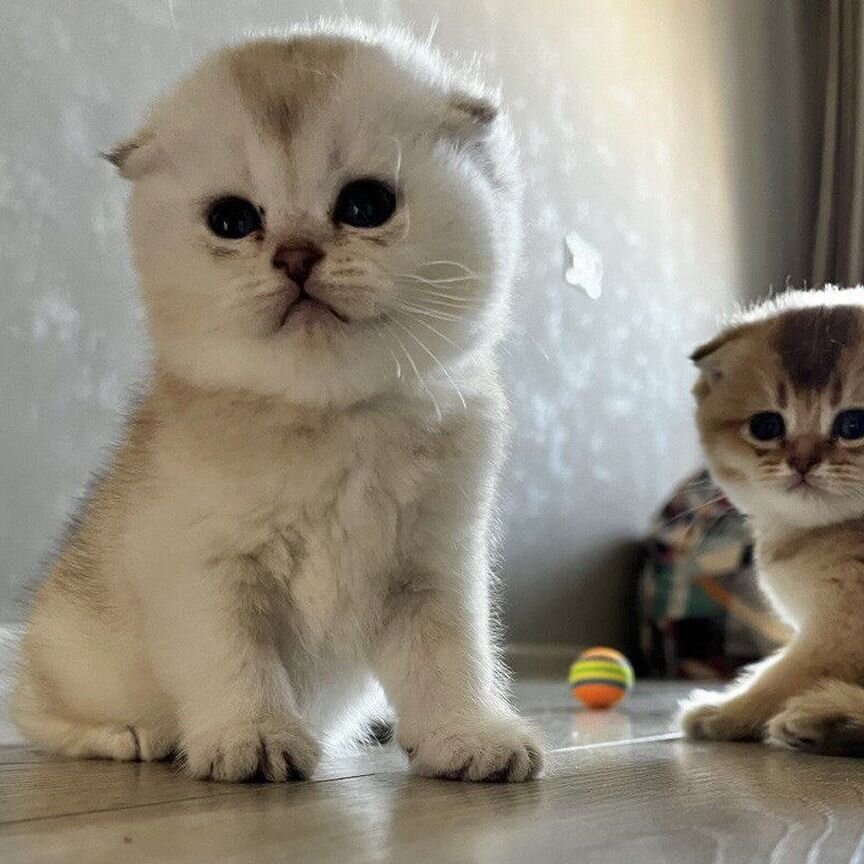 Шотландские вислоухие котята