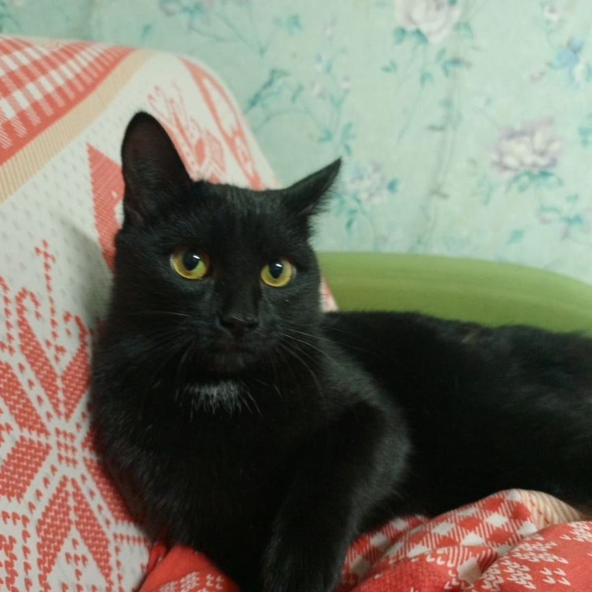 Отдам кота в добрые руки возраст 9,5 месяцеа