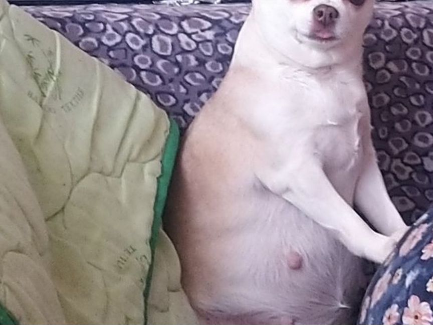 Чихуахуа девочка