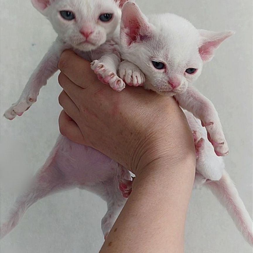 Котята Девон Рекс