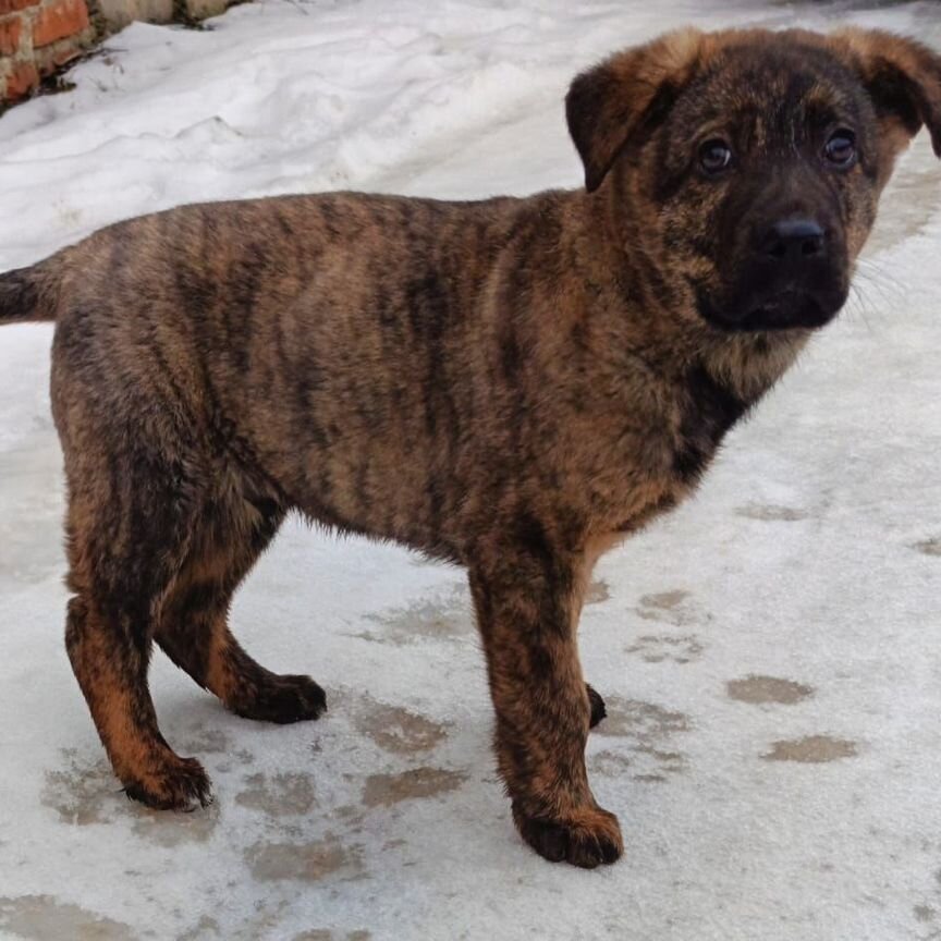 Щенок в добрые руки бесплатно