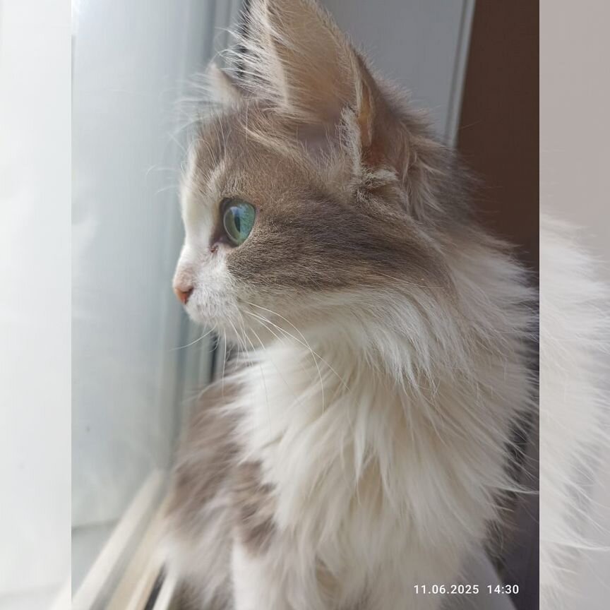Кошка в добрые руки