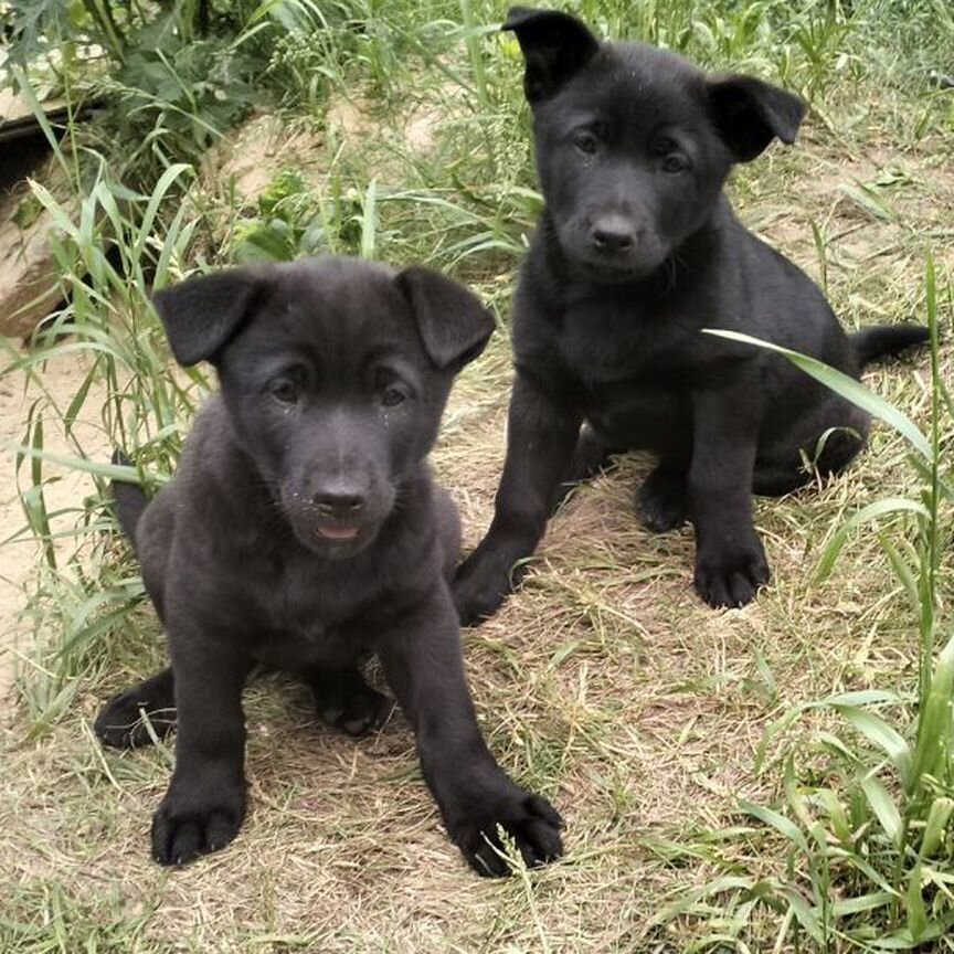 В добрые ручки