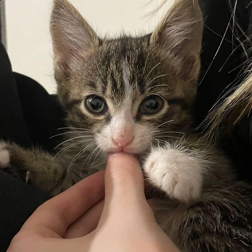 Отдам котика в добрые руки