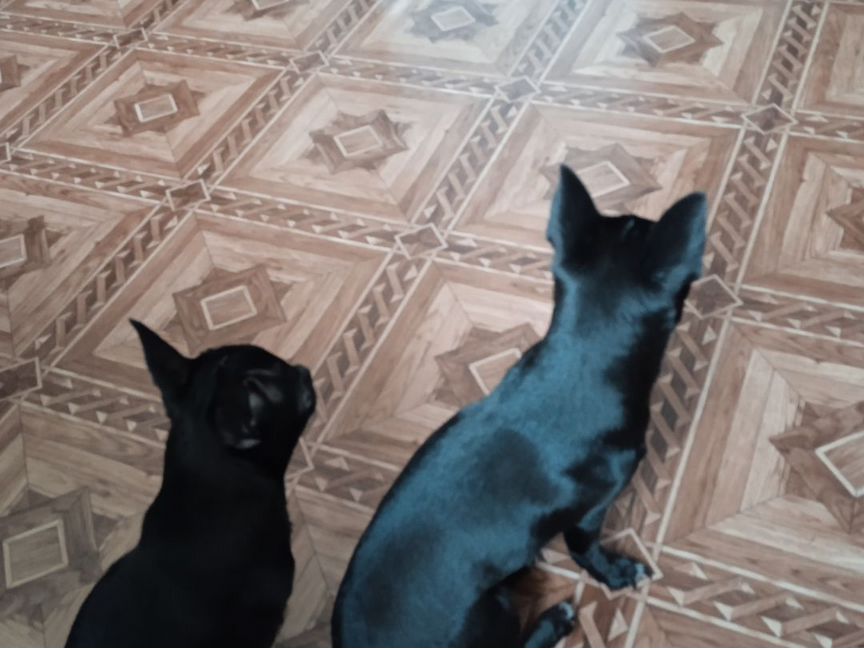 Девочка чих