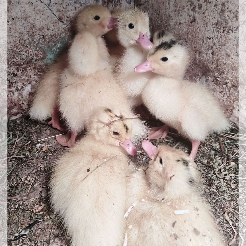 Утята муларды