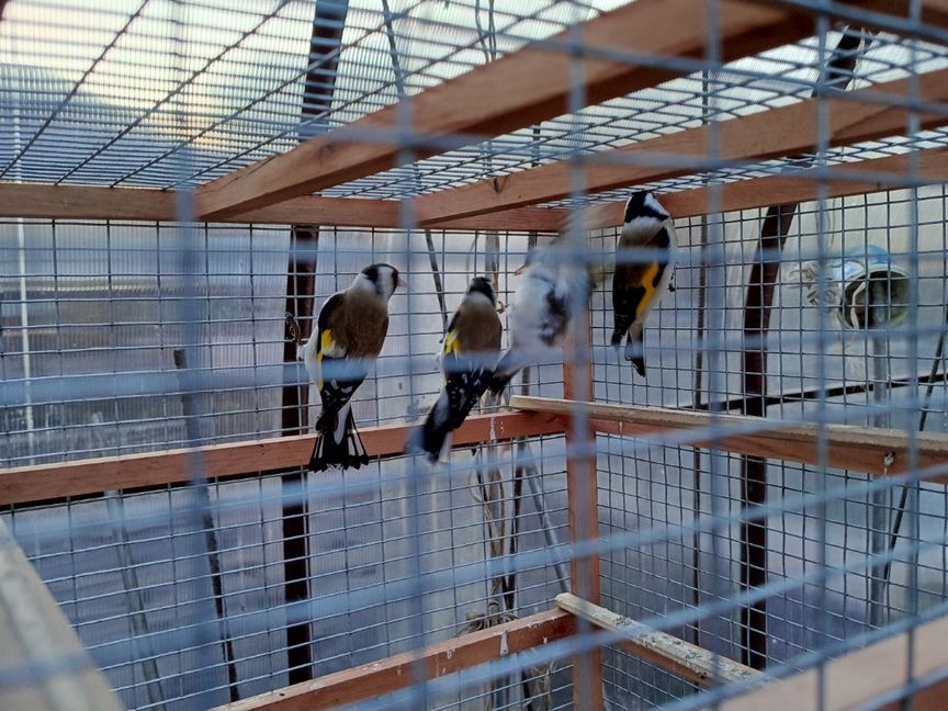 Щеглы певчие