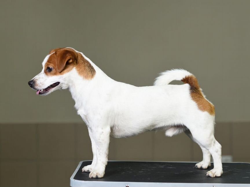 Джек рассел терьер