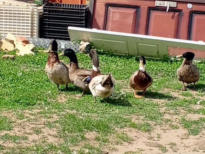 Утаки цветной башкир