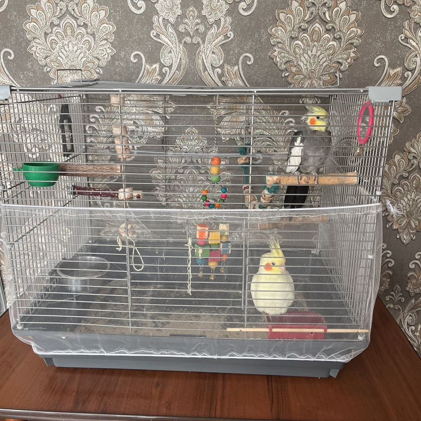 Попугай Корелла