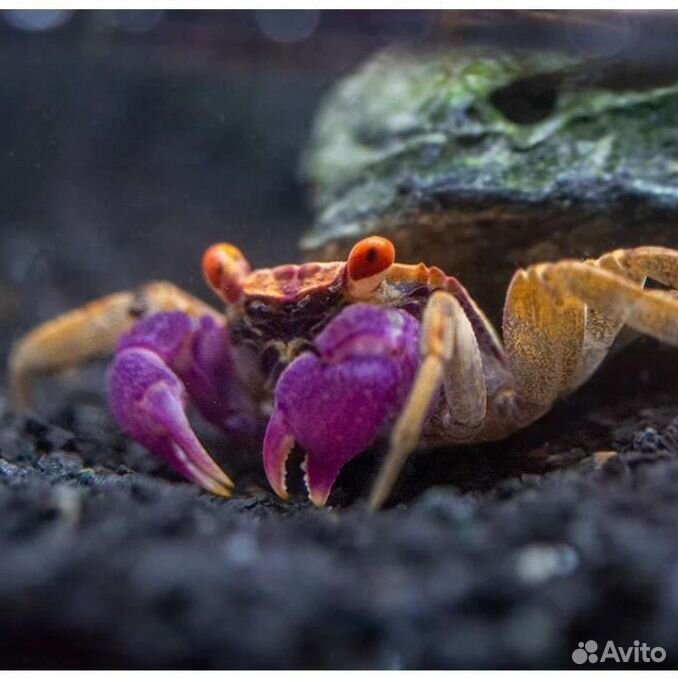Краб вампир диско и др аквариумные животные
