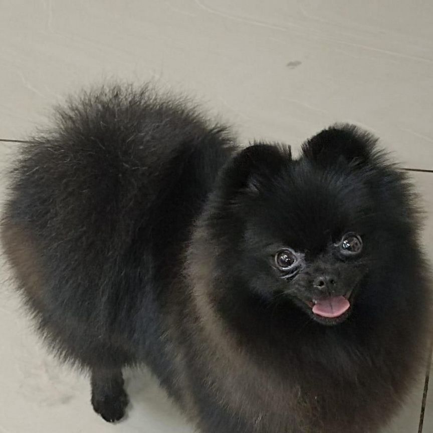 Шпиц девочка (стерилизованная) 10мес