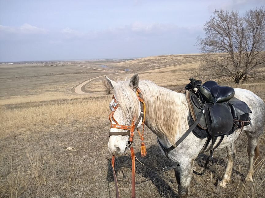 Седло для лошади
