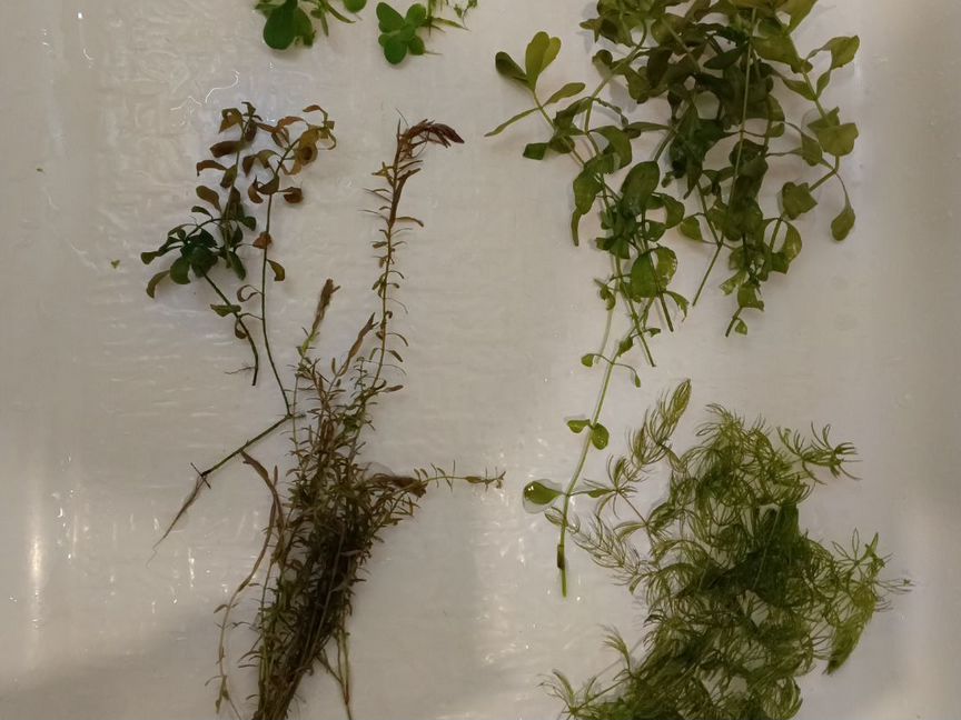 Аквариумная прополка