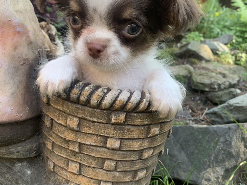 Чихуахуа кобелек длинношерстный