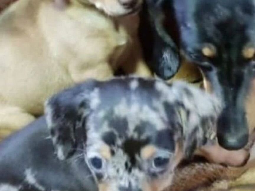 Такса кроличья щенки