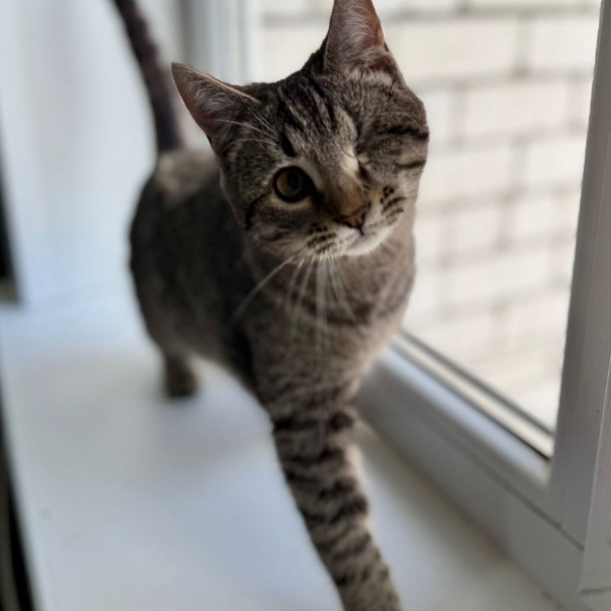 Котенок ищет дом