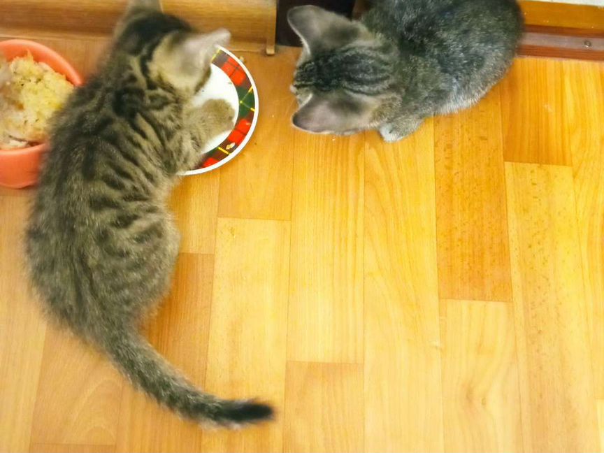 Кошки в добрые руки бесплатно