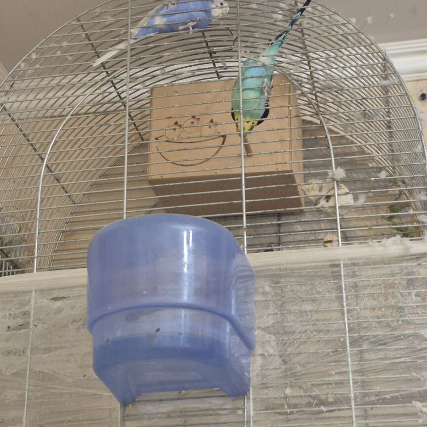 Птенцы волнистый попугай