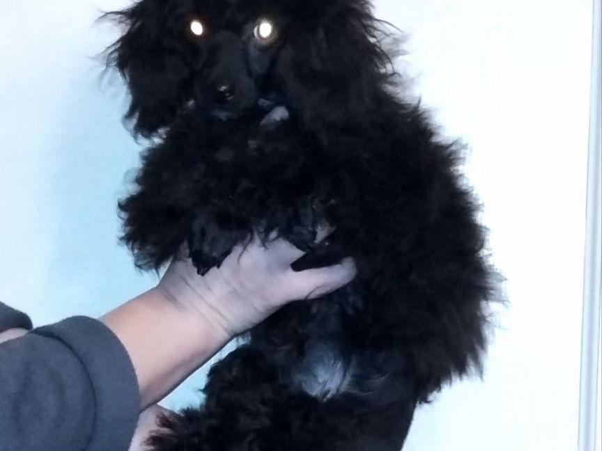 Маленькая, изюминка пуделечек мини