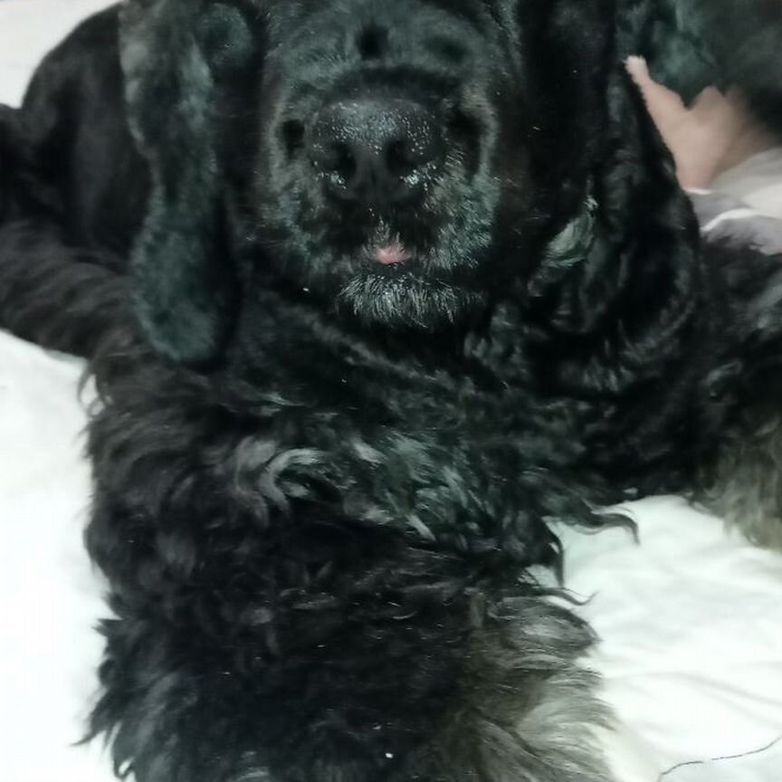 Американский коккер спаниель ищет девочку вязка