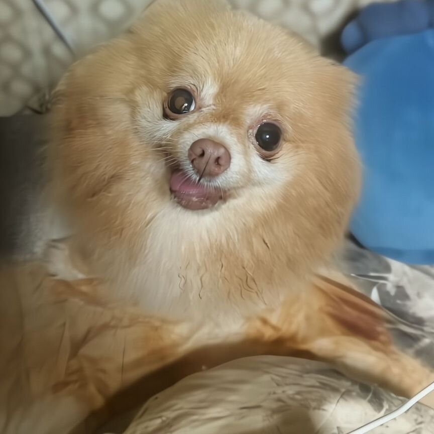 Померанский шпиц, взрослая собака