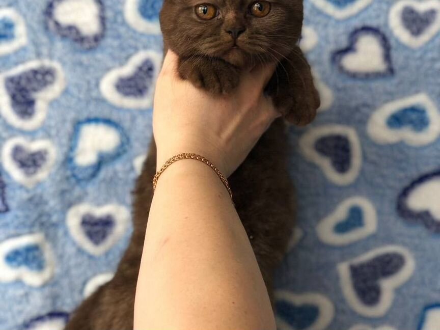 Котенок девочка шотландка