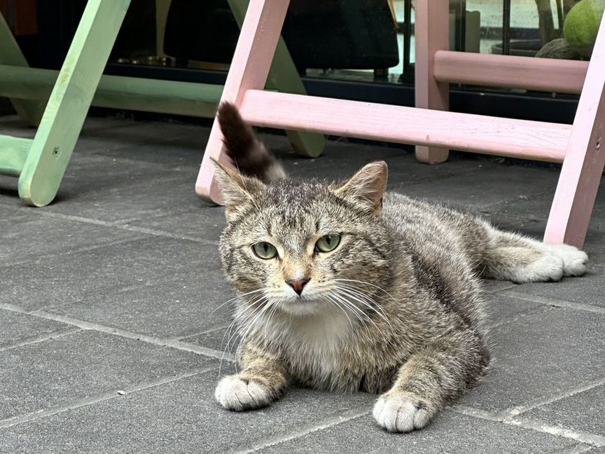 Котенок в дар