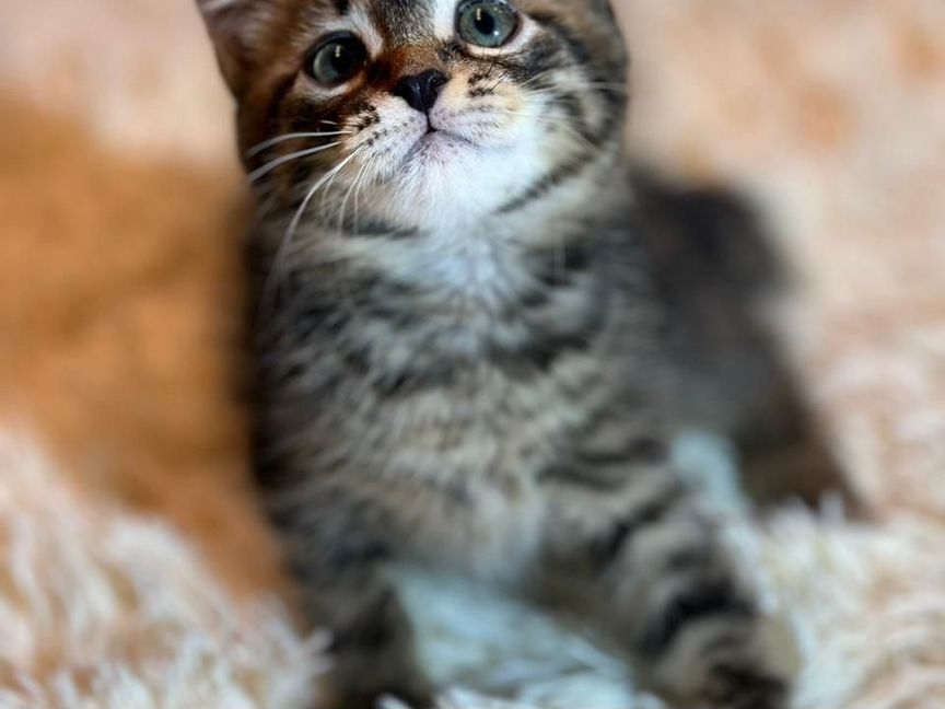 Котята курильского бобтейла