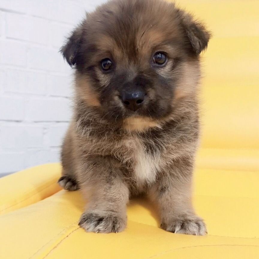 Шпиц мини мальчик