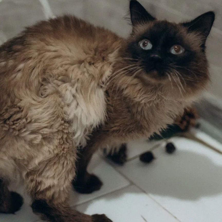 Котик Маля в добрые руки