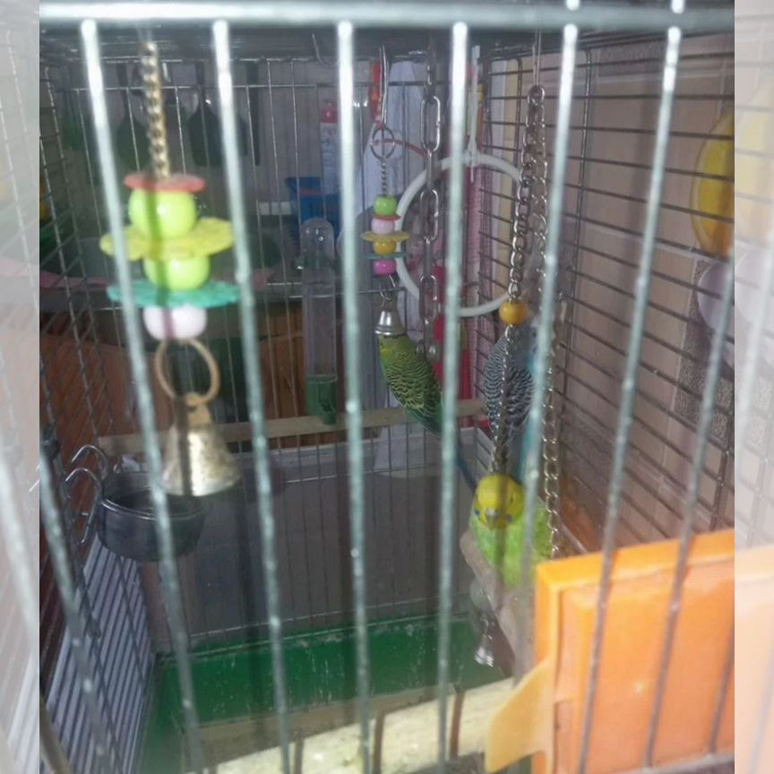 Волнистый попугай