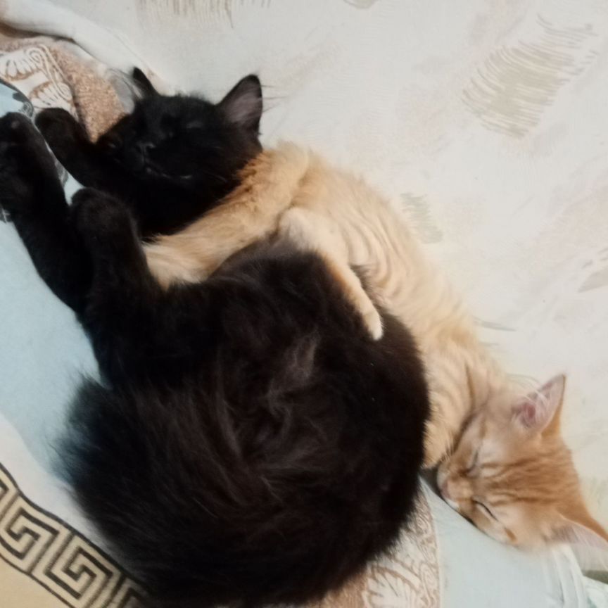 Сибирская кошка
