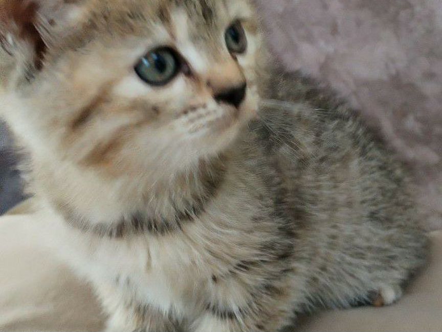 Шотландский котенок скоттиш страйт