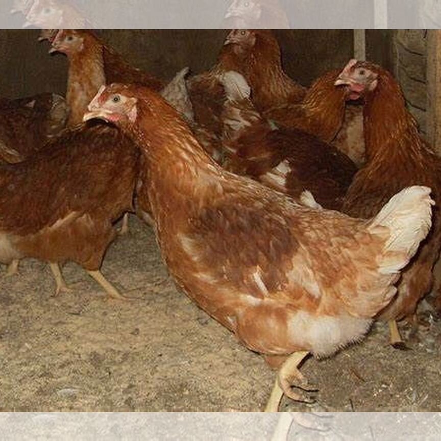 Курицы несушки