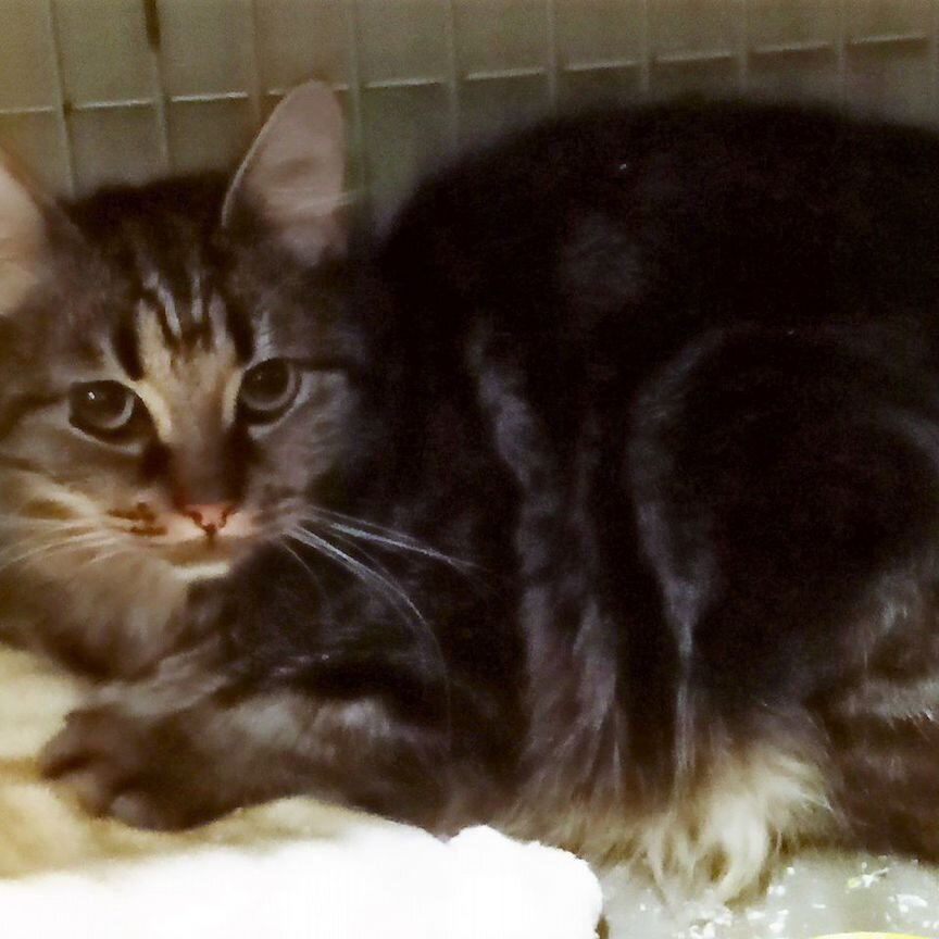 Пушистая красота 6 месяцев